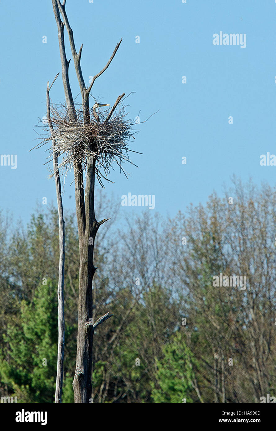 A heron nest in a National Park provides insight into bird life and ...