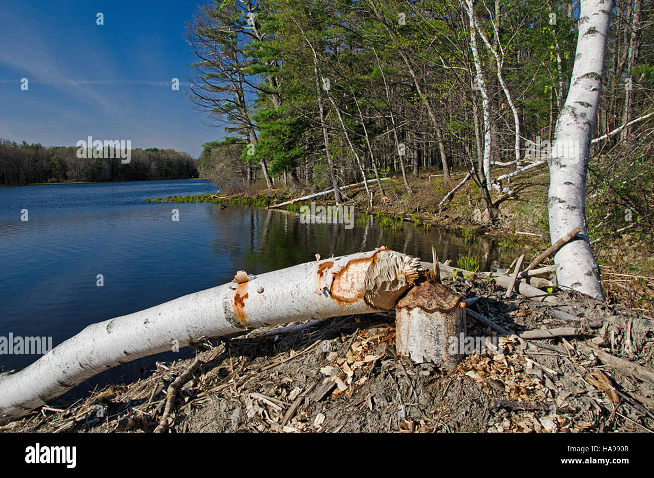 Beaver chew marks the work of beavers in forested areas of National ...