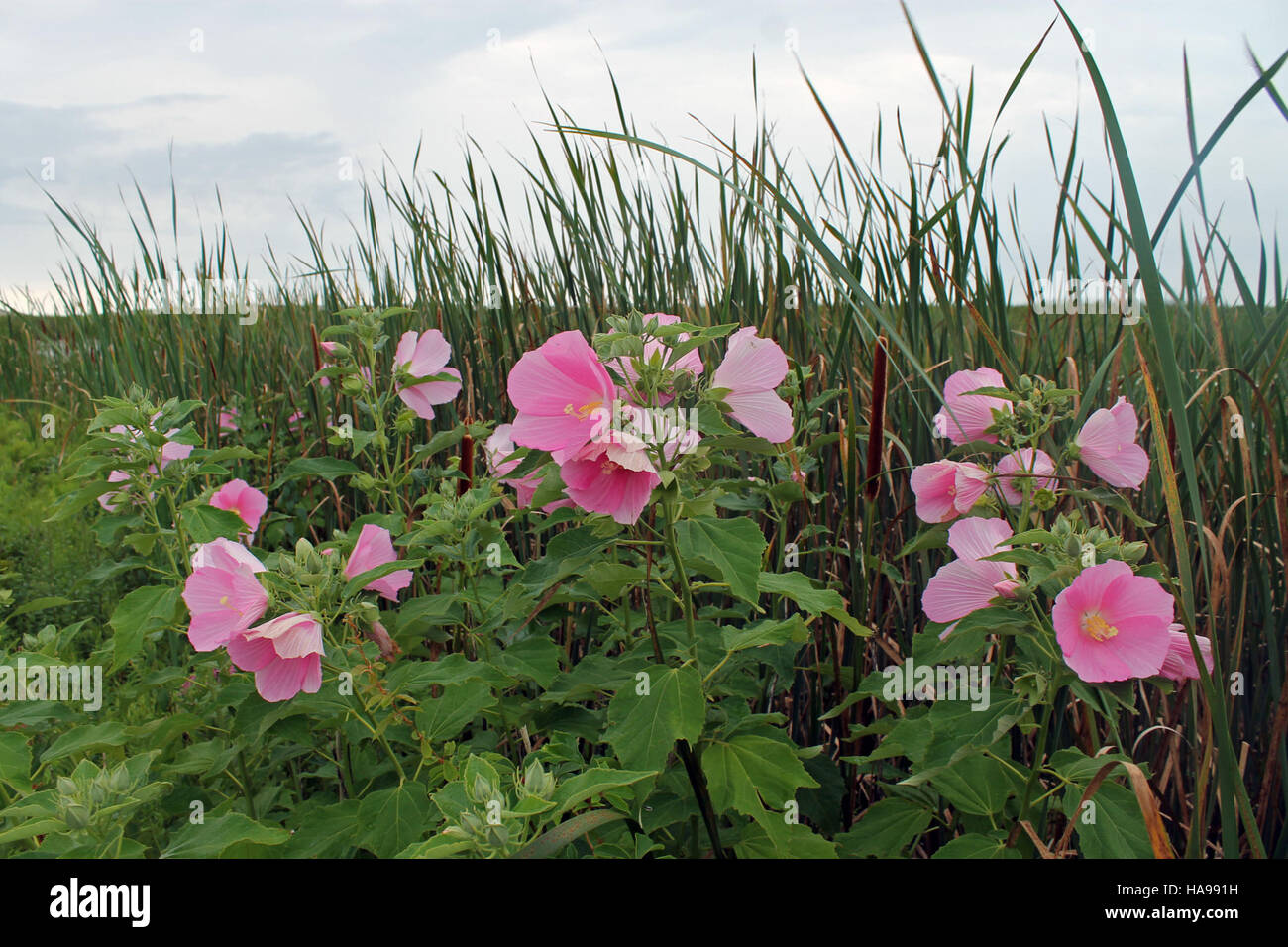 A photo from the U.S. Fish and Wildlife Service of the Marsh Mallow, a ...