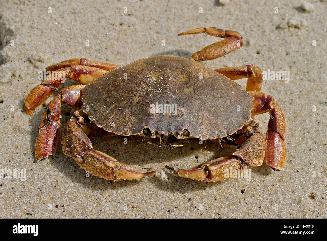 Marine ecosystem food web hi-res stock photography and images - Alamy