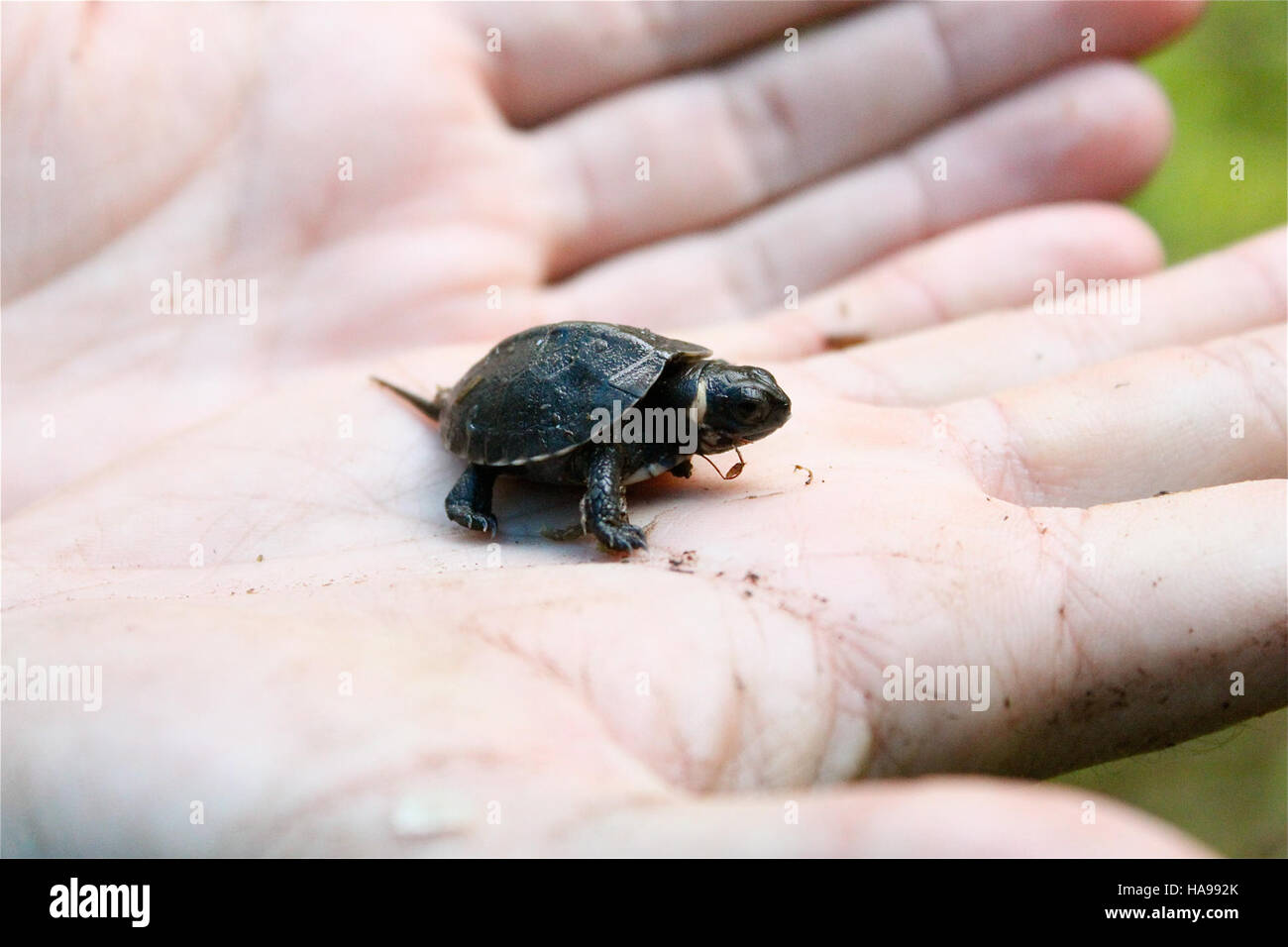 The Photo of the Week highlights the bog turtle, a species native to ...