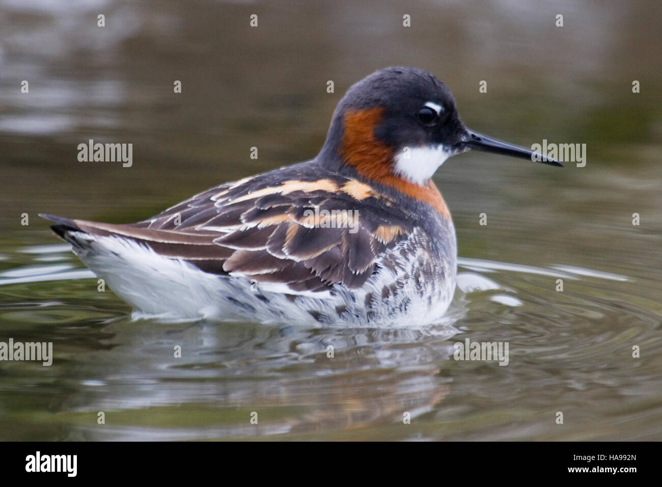 A Red-necked Phalarope is featured in this ‘Photo of the Week’ from the ...