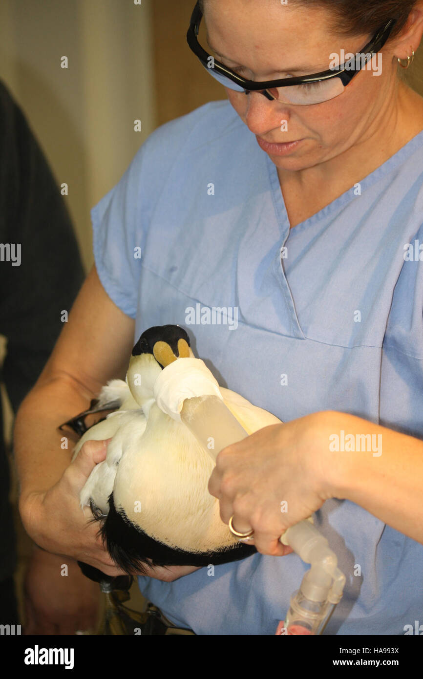 Wildlife professionals at a national park prepare for a surgical ...