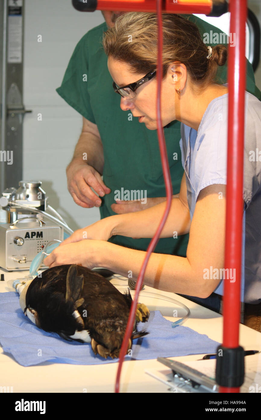 A veterinarian performs surgery on a common eider, a species of duck ...