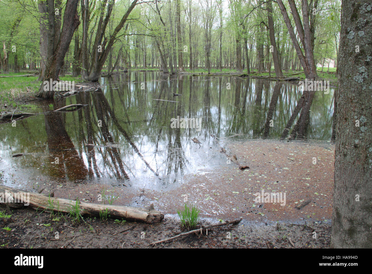The U.S. Fish and Wildlife Service's management of a flooded forest ...