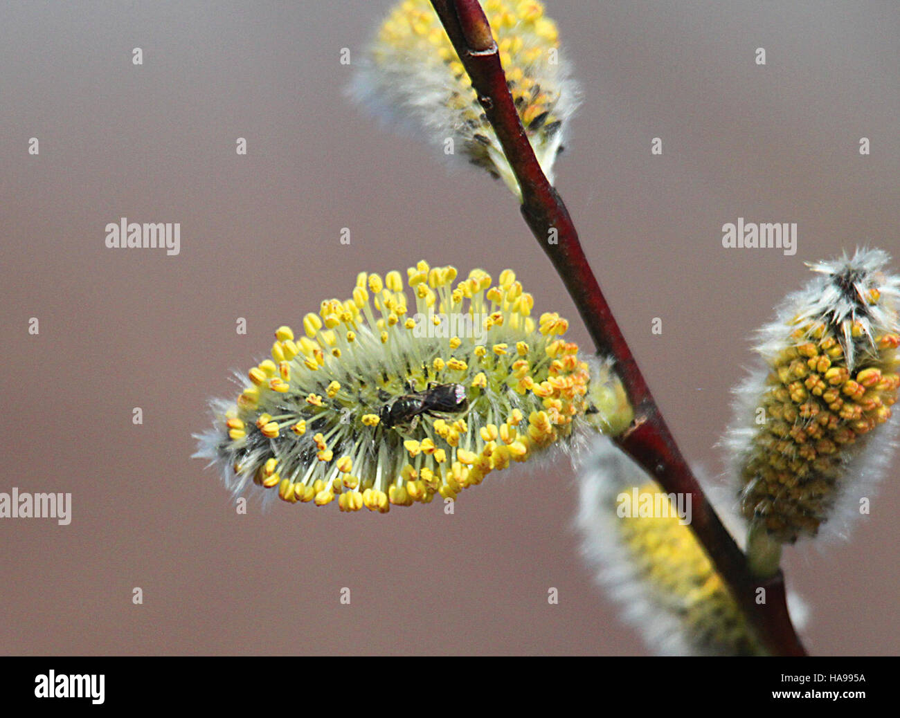 Spring willows bloom in various national parks in the Northeast ...