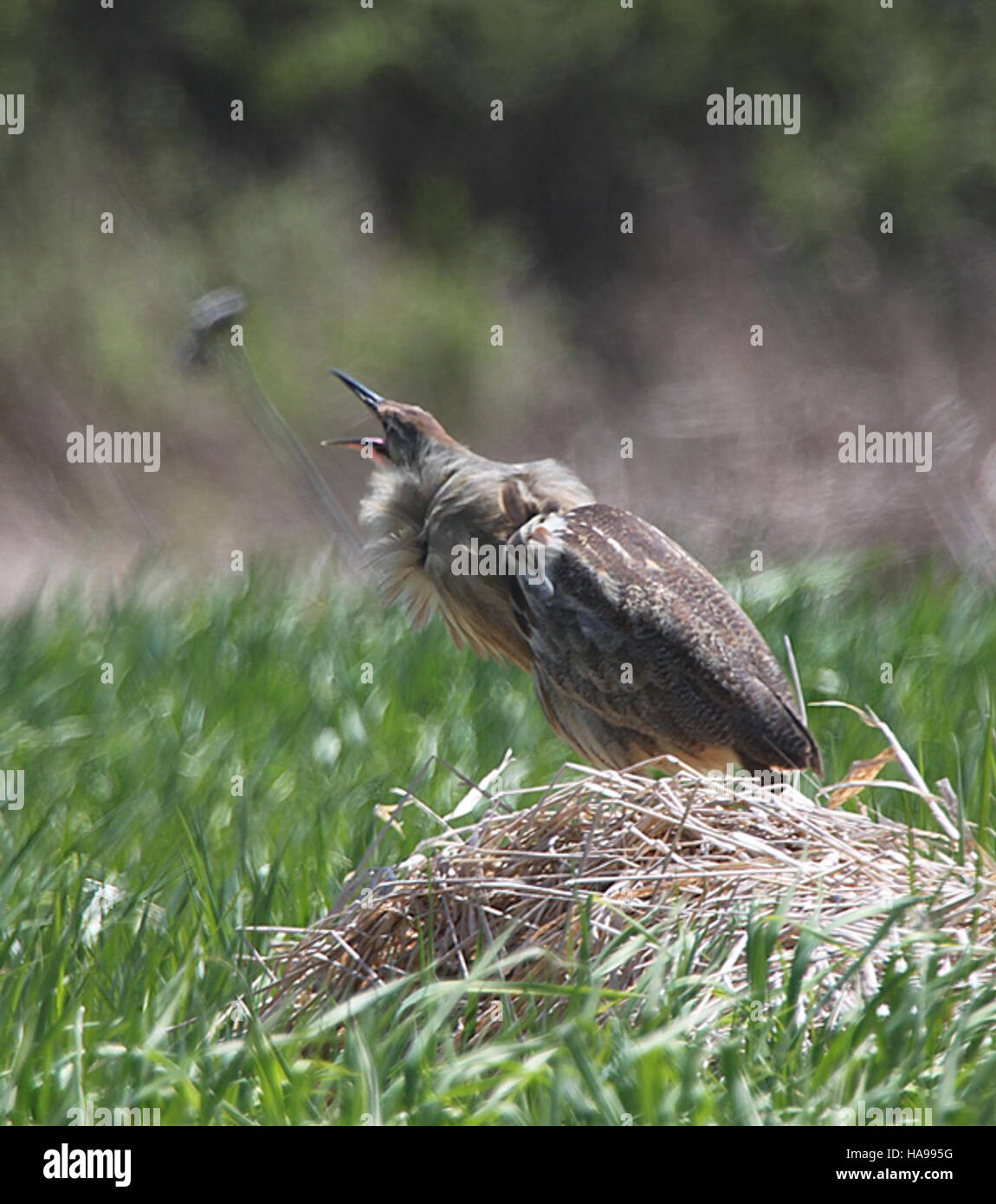 Loud booming call hi-res stock photography and images - Alamy