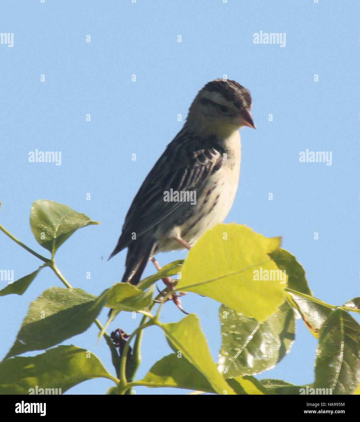A female Bobolink is photographed in a national park, illustrating the ...