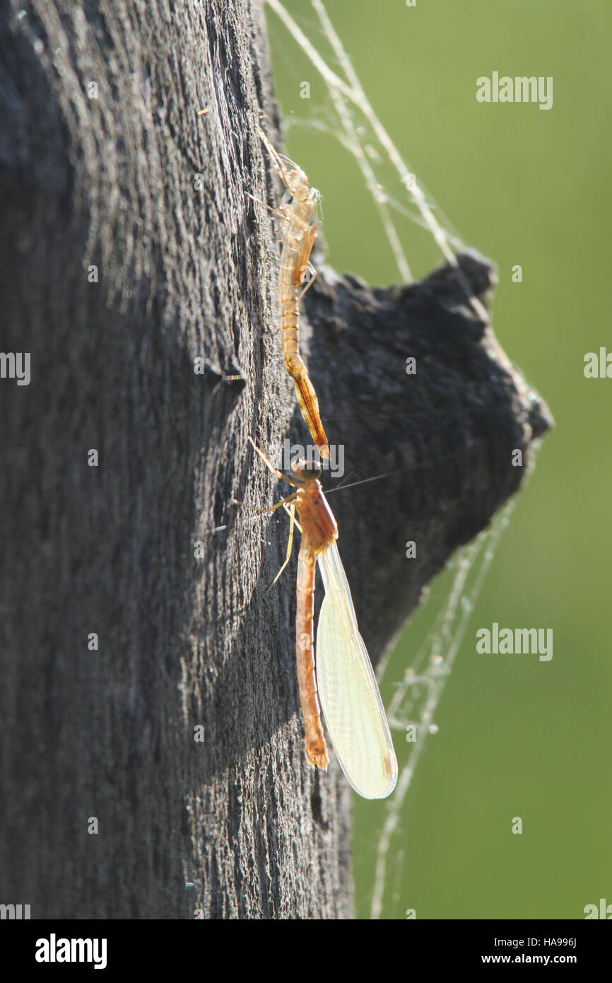 Habitat damselfly hi-res stock photography and images - Alamy