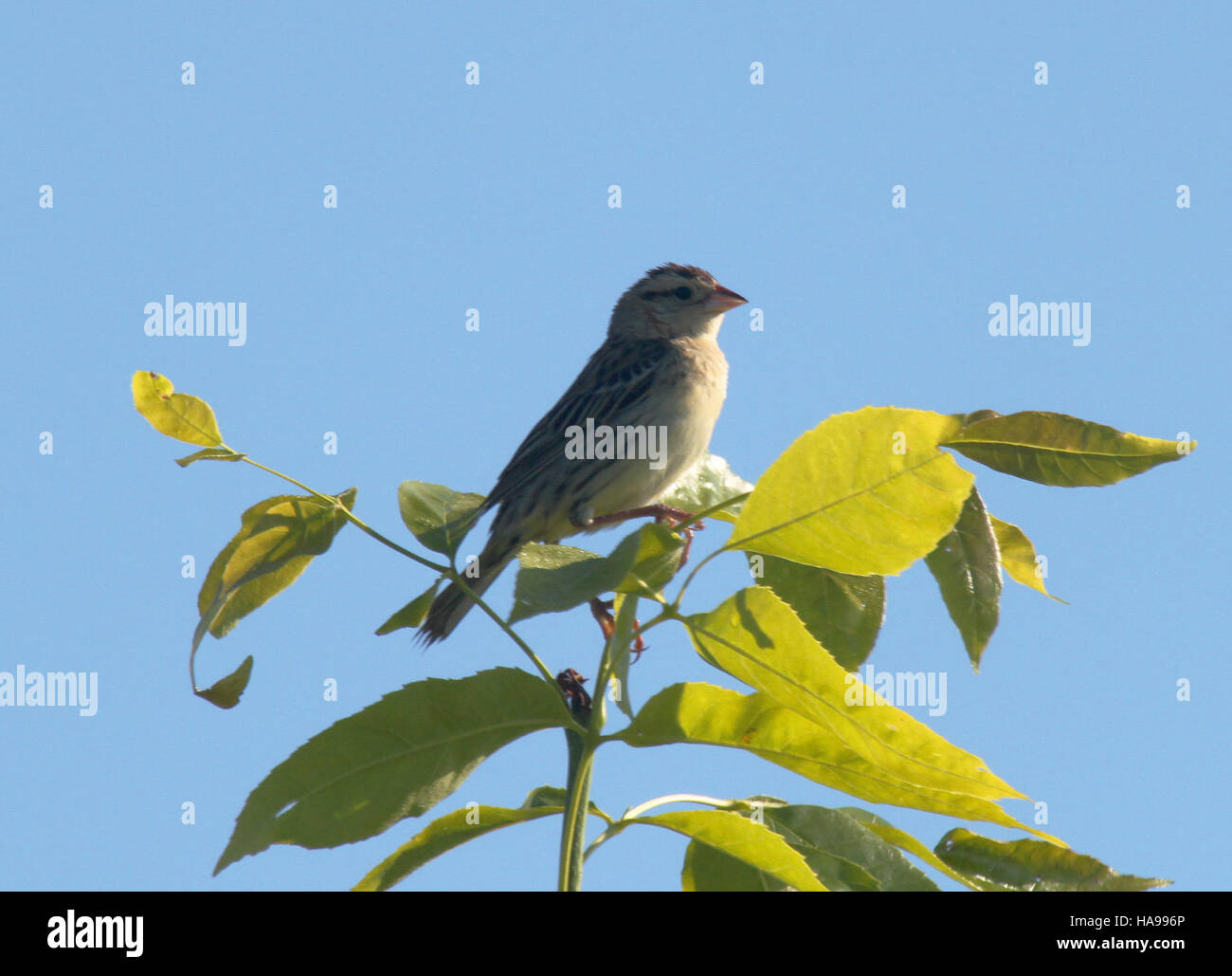 The female Bobolink, a migratory bird, is seen in a national park ...