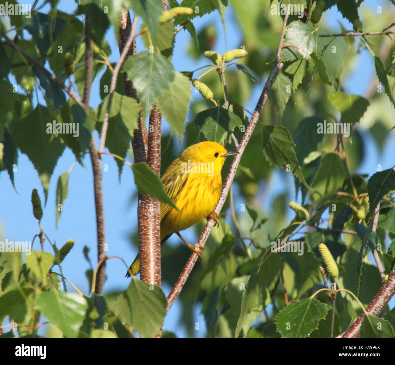 A Yellow Warbler in a national park, showcasing the species' role in ...