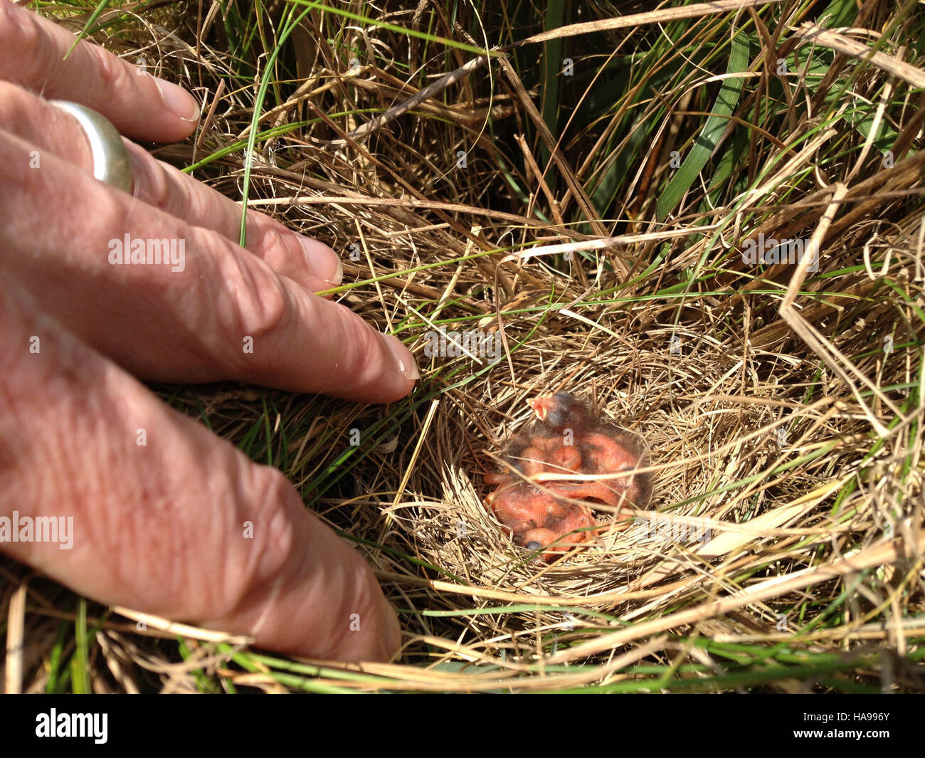 Baby sparrows are observed in a national park, highlighting the ...