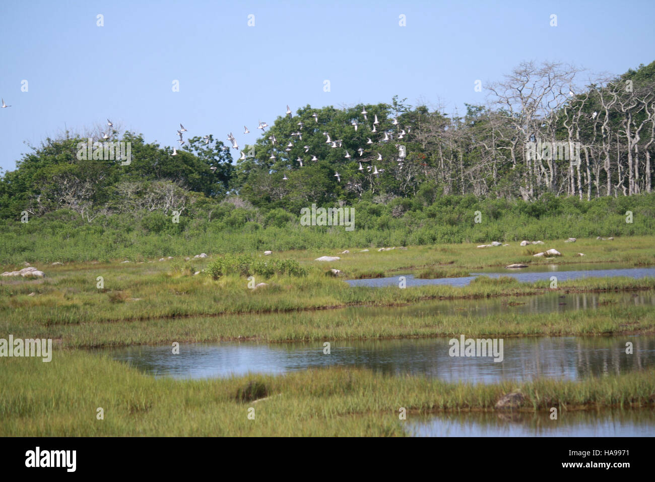 This image captures the moment birds take flight in a National Park ...