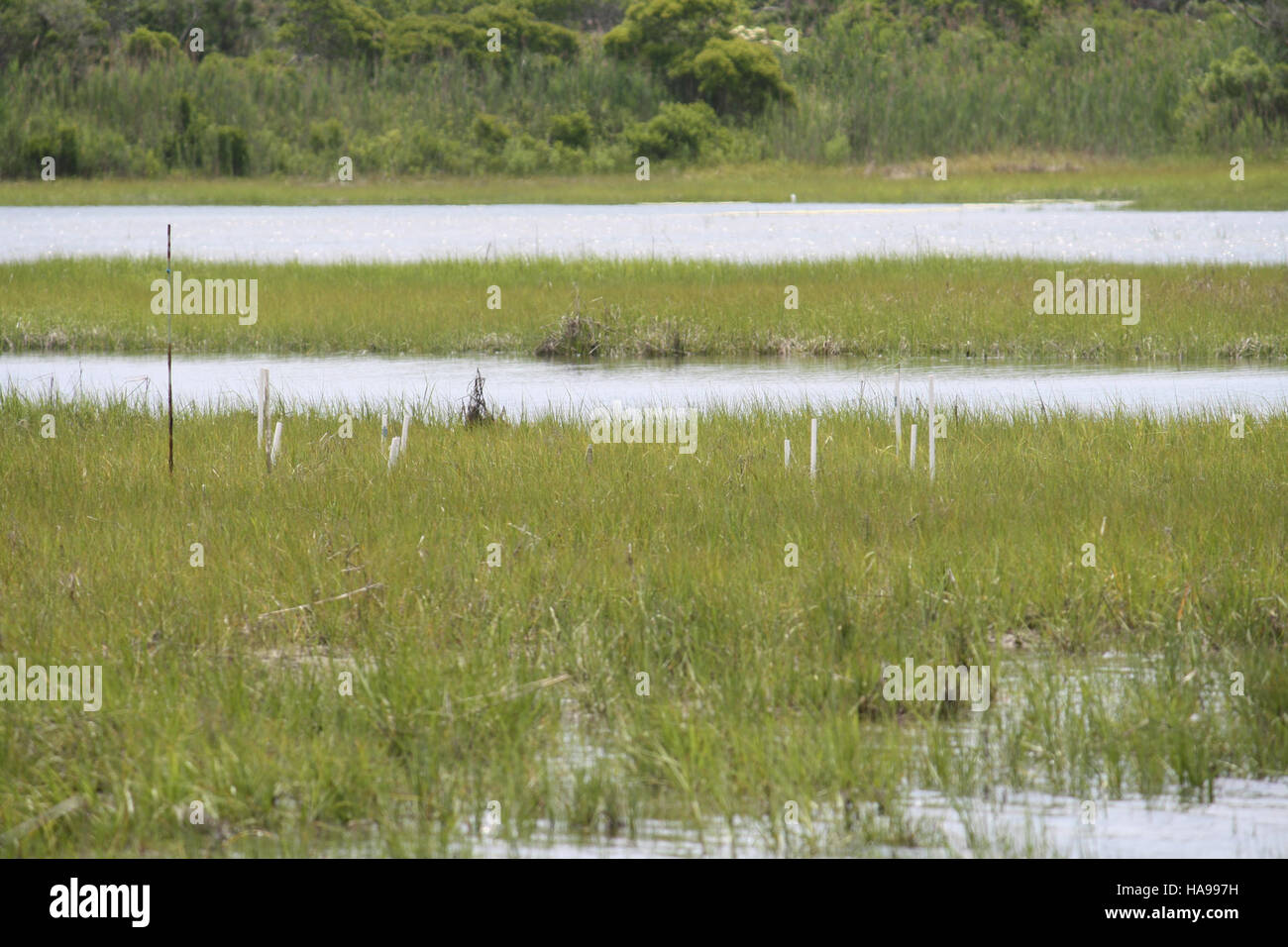 Marsh measurements are essential for monitoring the health of wetland ...