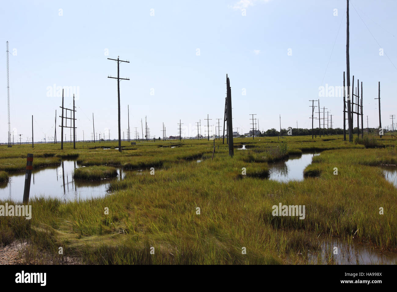 Ground-level poles at Edwin B. Forsythe National Wildlife Refuge, part ...