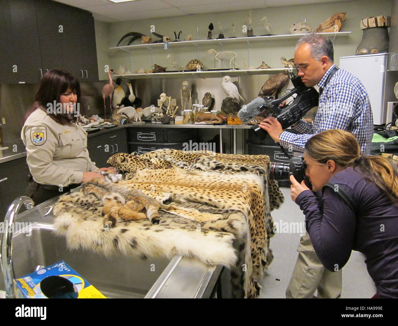 A wildlife inspector works alongside photographers from the Washington ...