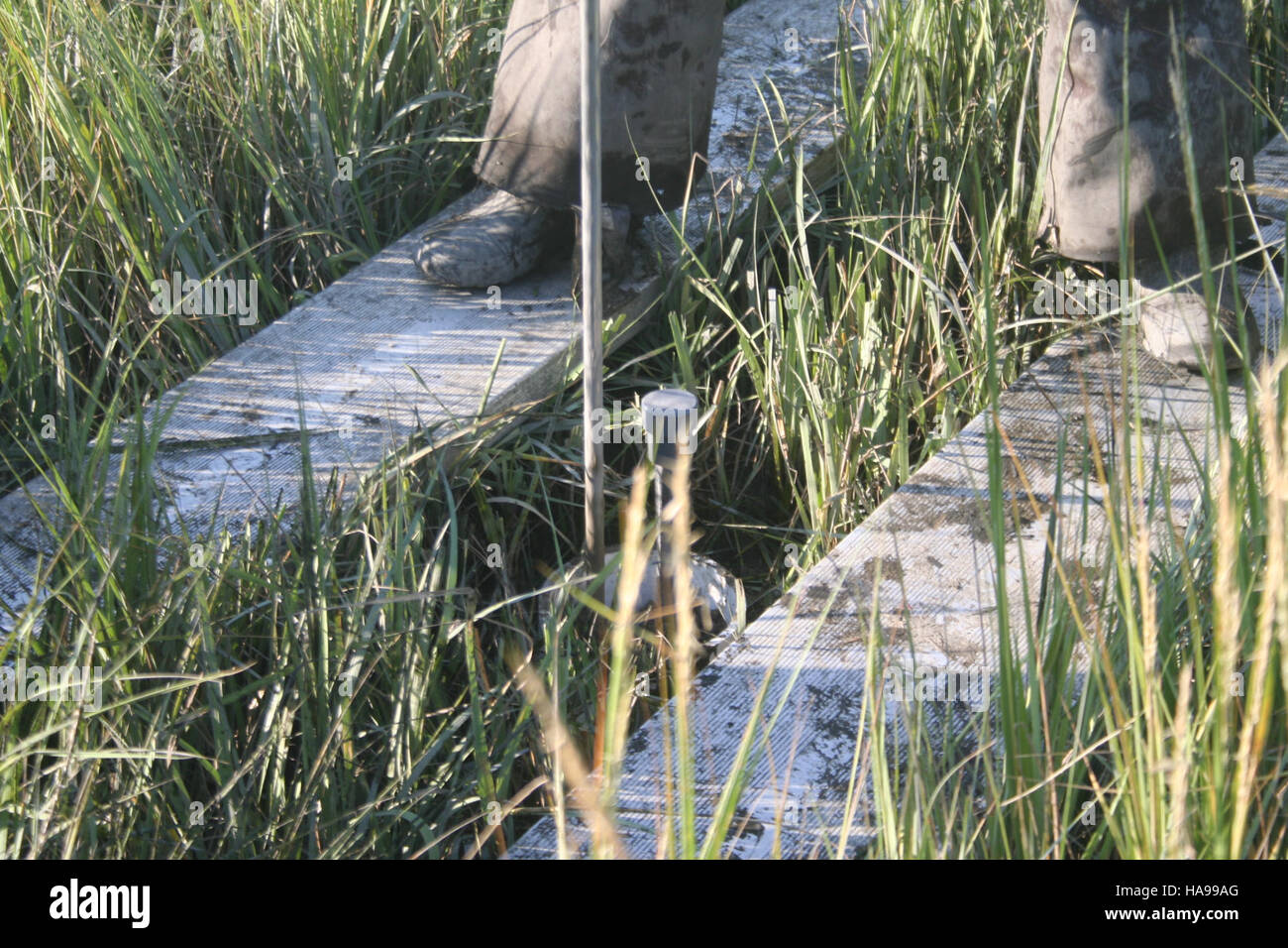 usfwsnortheast 15101852670 SET (Surface Elevation Table) Rod ...