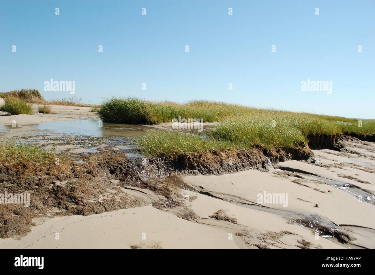 Saltmarsh streams are essential habitats for a variety of wildlife ...