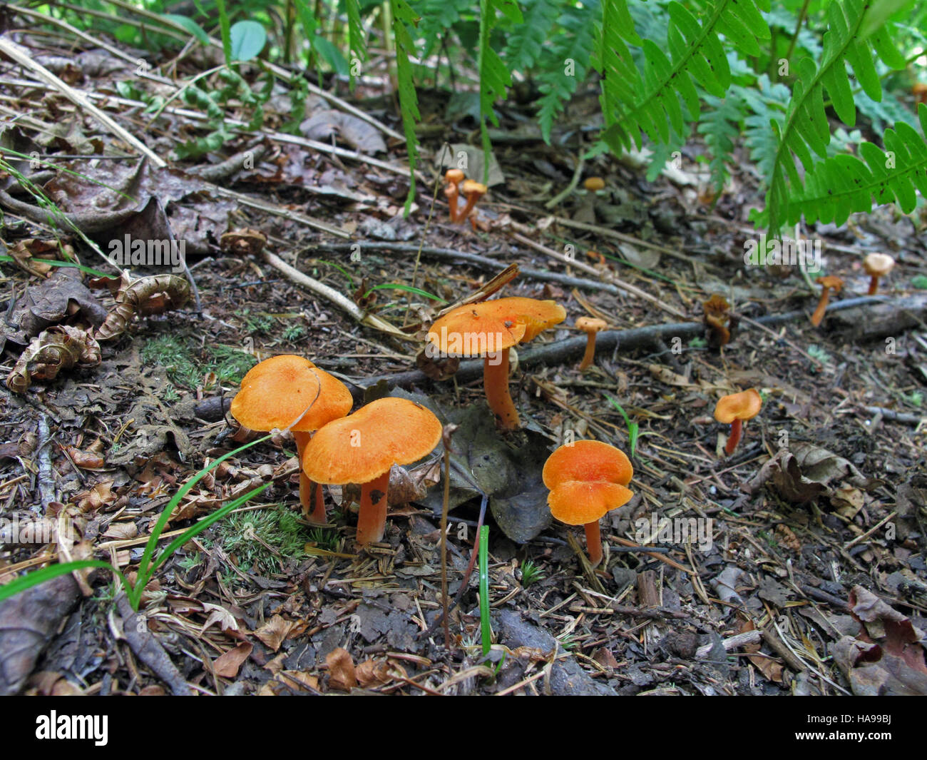 This image showcases a mushroom species found in a U.S. National Park ...