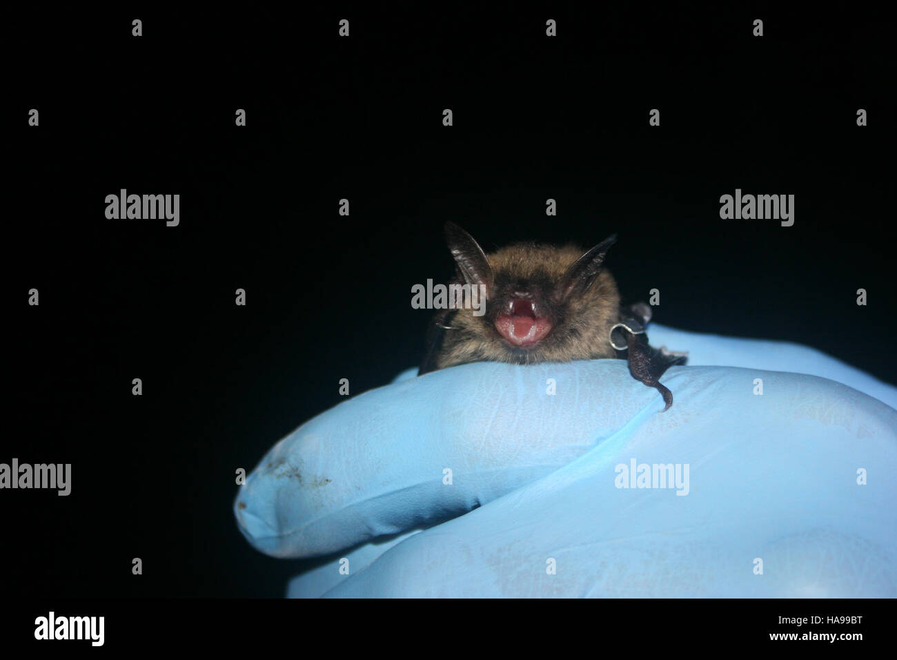 The Northern long-eared bat, listed as a threatened species, is found ...