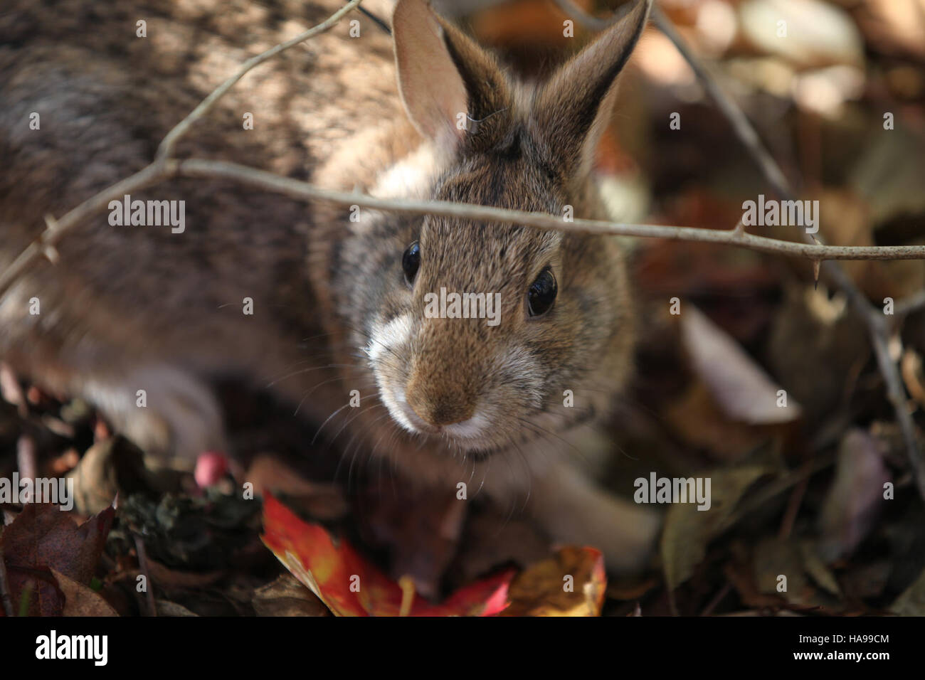 The New England Cottontail is an endangered rabbit species native to ...