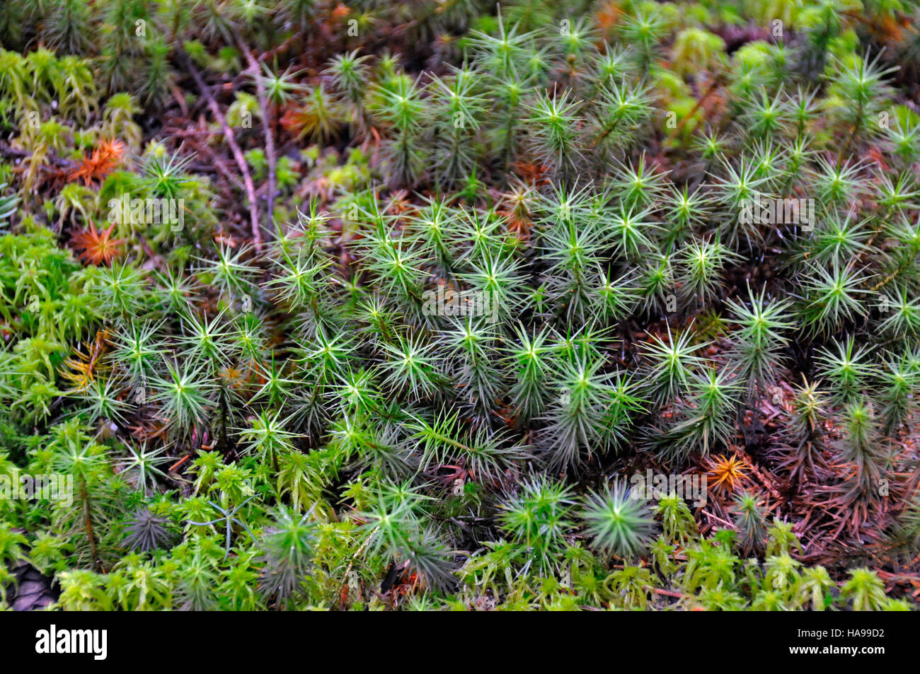 Various animal species within hi-res stock photography and images - Alamy