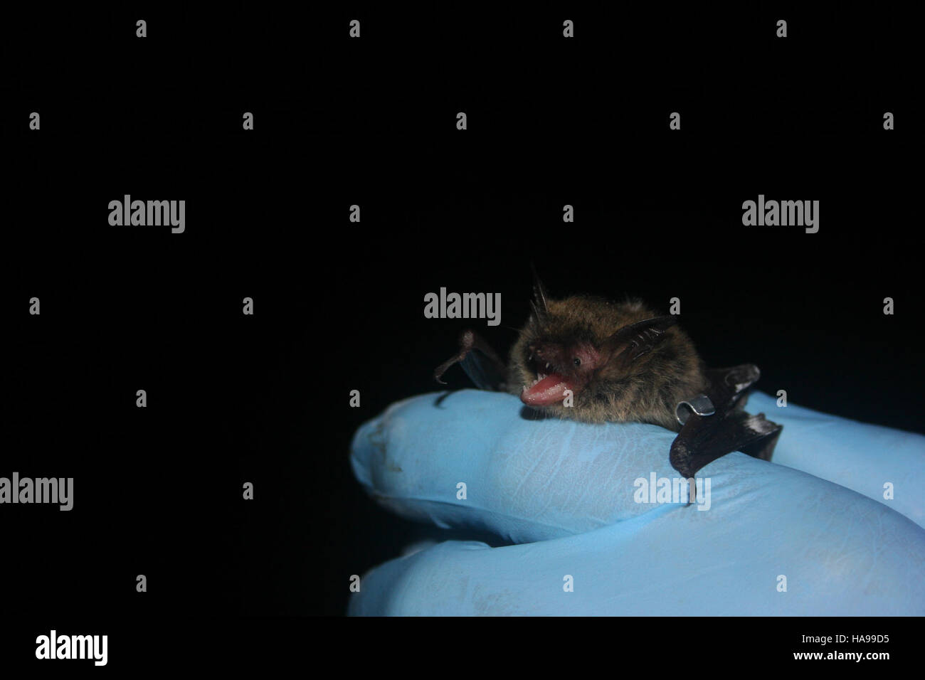 The northern long-eared bat, an endangered species, is part of ongoing ...