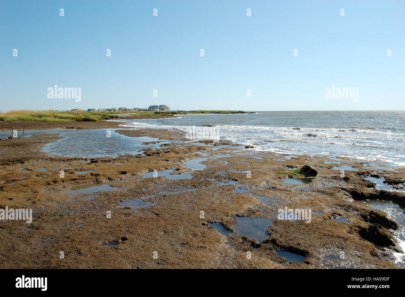 Eroded peat exposed during low tide at a northeastern U.S. coastal location, illustrating ...