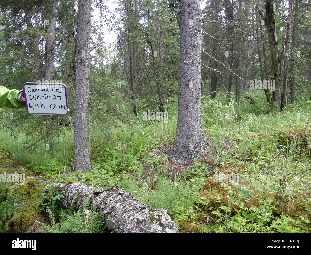 An unburned area in Alaska's national parks serves as a critical zone ...