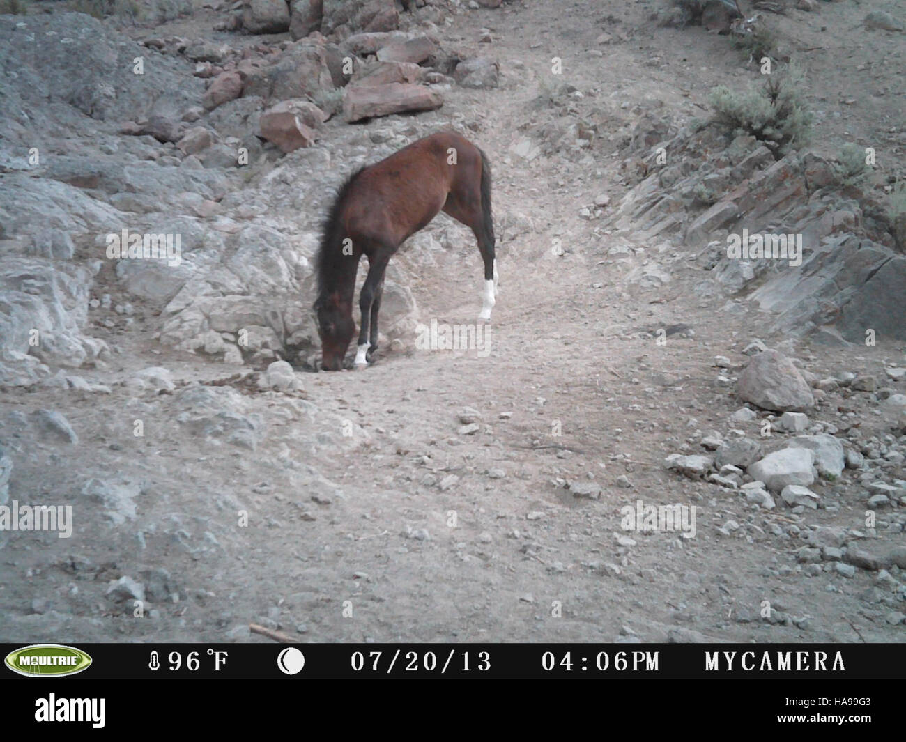 This image shows the Seaman Herd Area Emergency Gather in Nevada, where ...