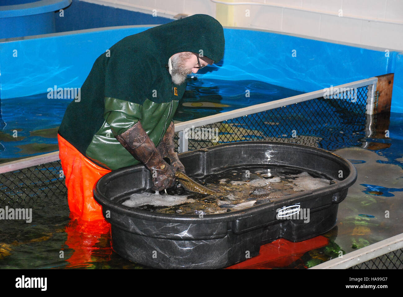 Coley, a fish species, is temporarily sedated using an ATS method for ...