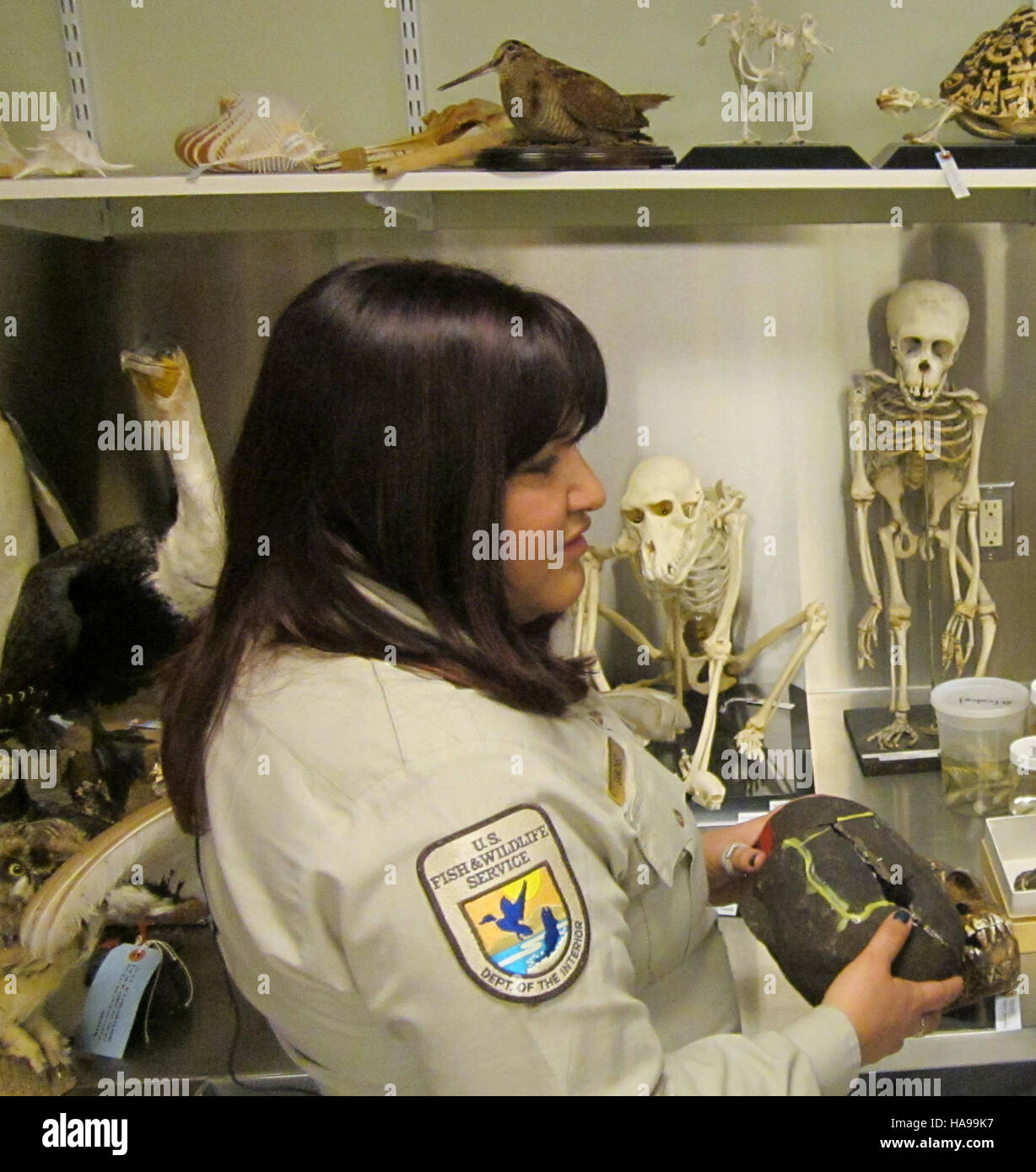 The Hidden Ivory, a rare plant species, is protected within a national ...