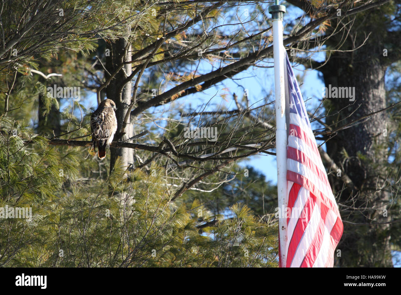 The red-tailed hawk, a common raptor in North America, is featured in ...