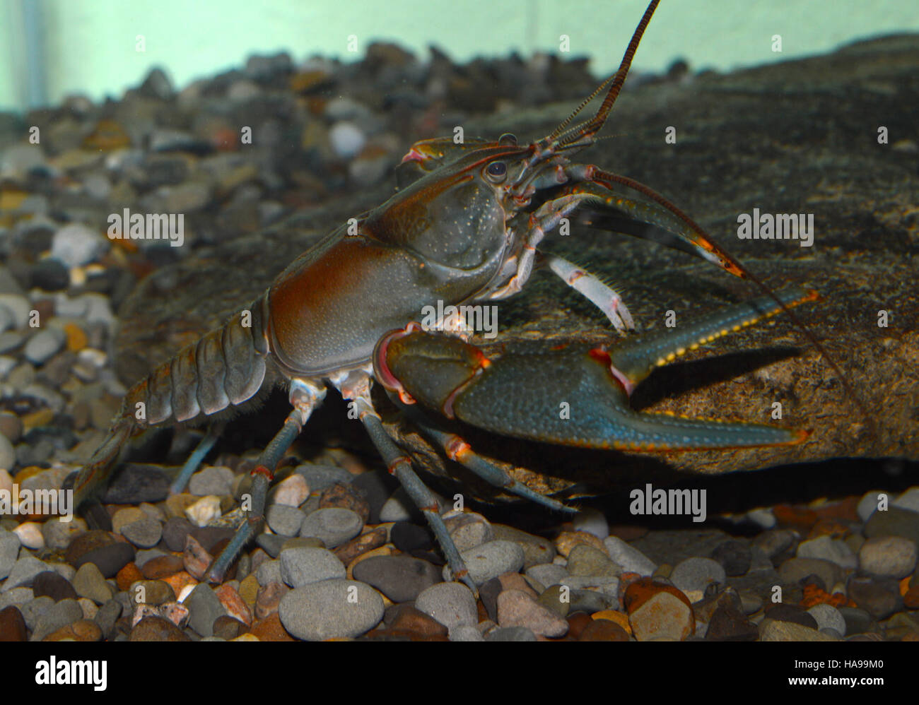 Big sandy crayfish hi-res stock photography and images - Alamy
