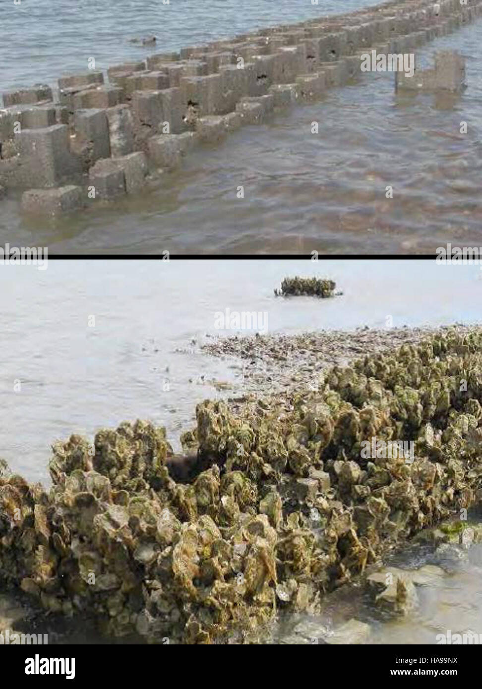 The 'Before & After' project demonstrates the success of the Oyster ...