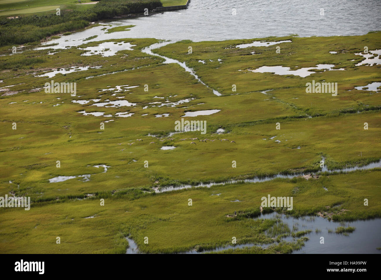 This aerial photograph captures a group of birds in flight, showcasing ...