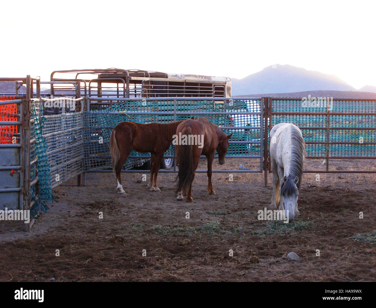 BLM conducted an emergency gather operation in the Seaman Herd Area to ...