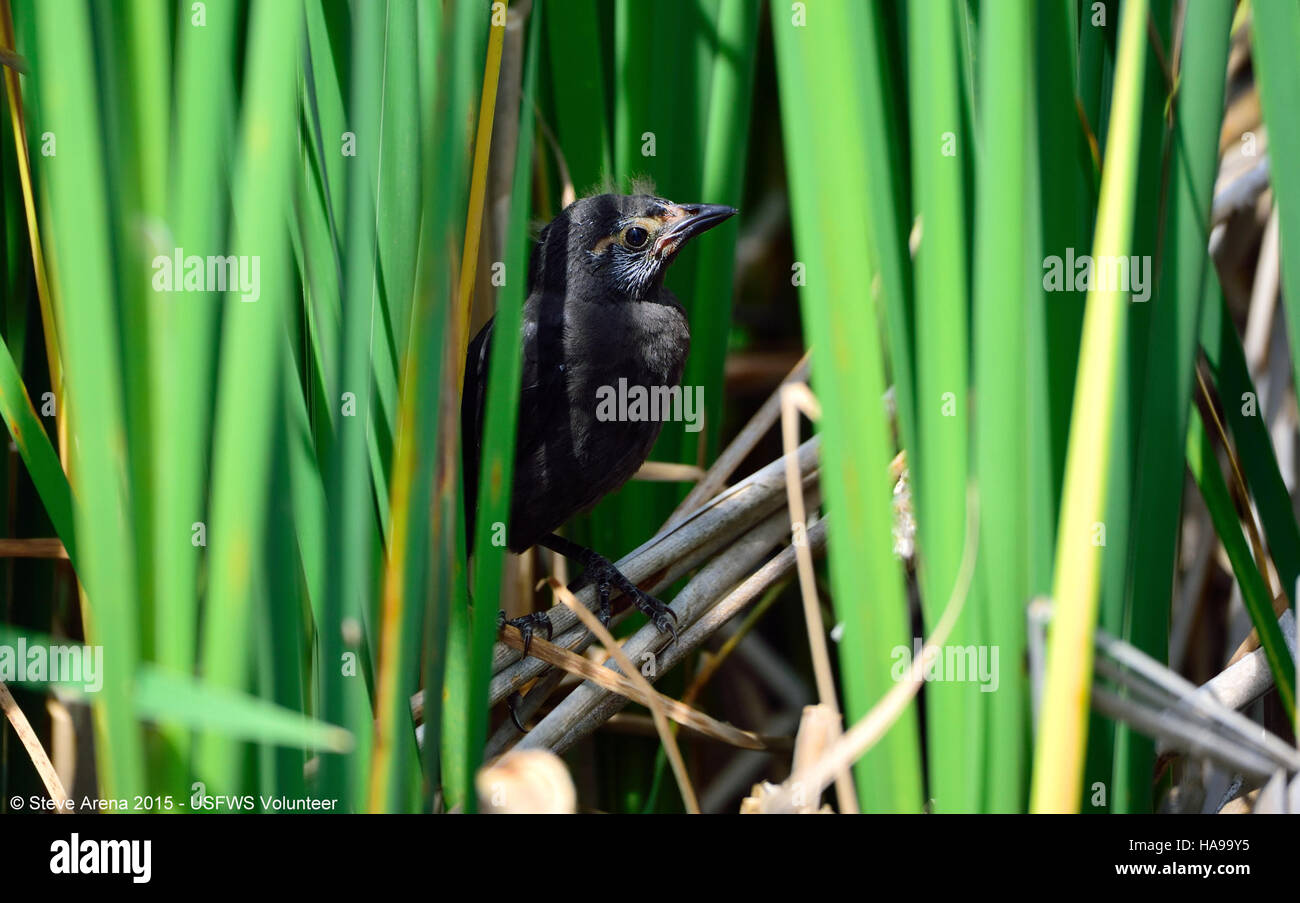 A fledgling Common Grackle, a species native to North America, observed ...