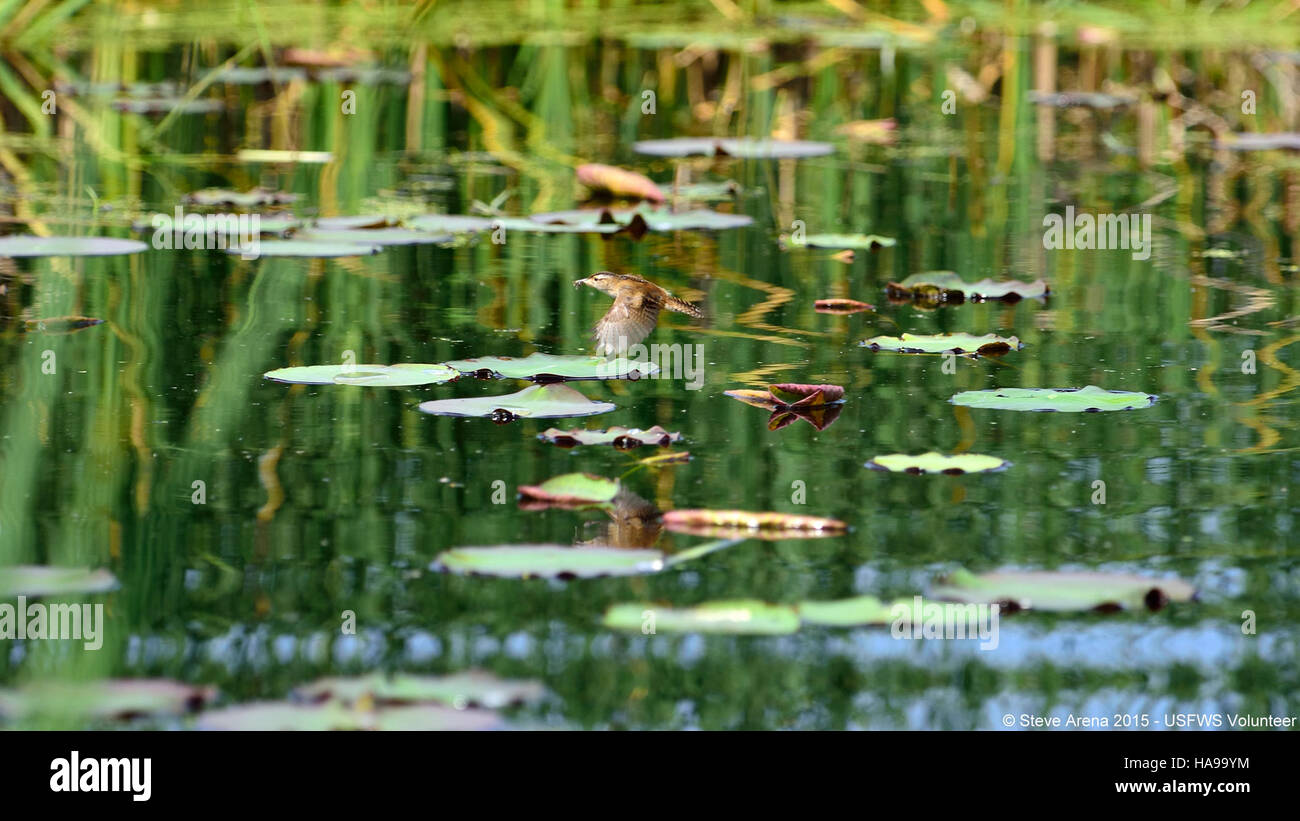 An adult Marsh Wren (Cistothorus palustris) is pictured in flight ...