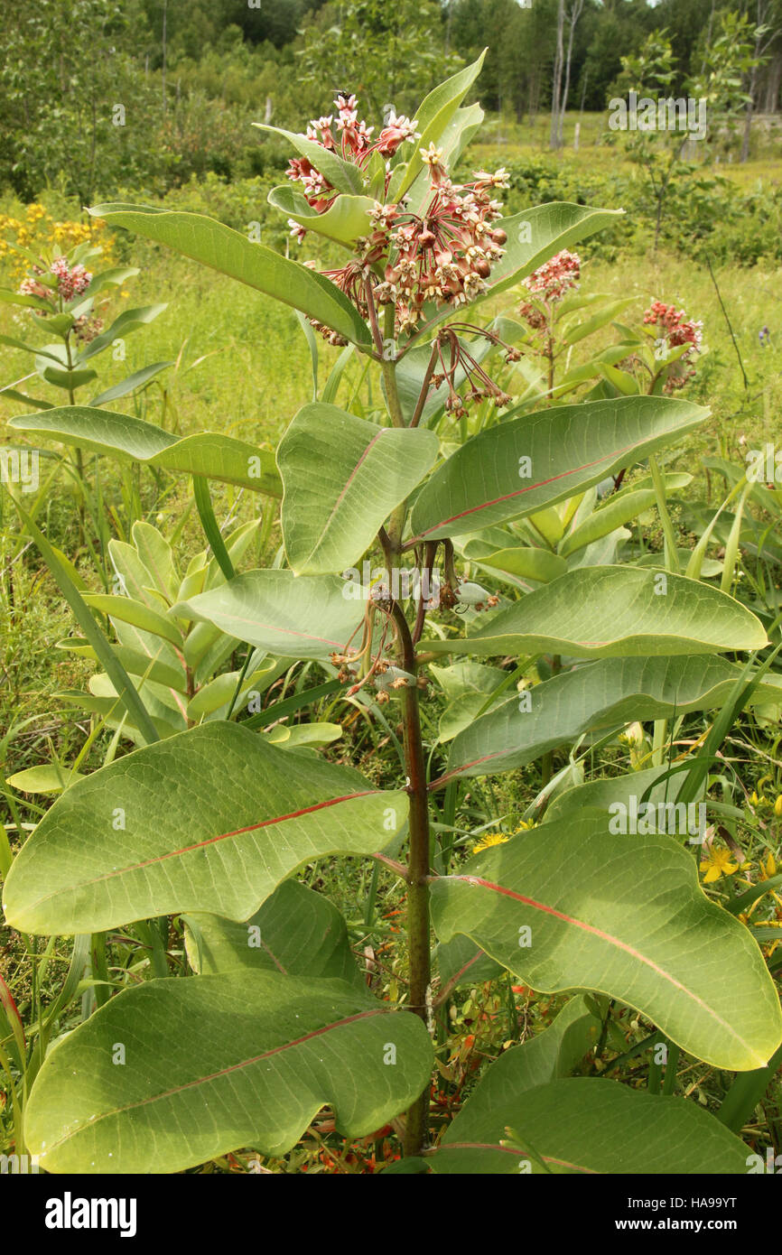 This image depicts milkweed plants at the Milkweed National Wildlife ...