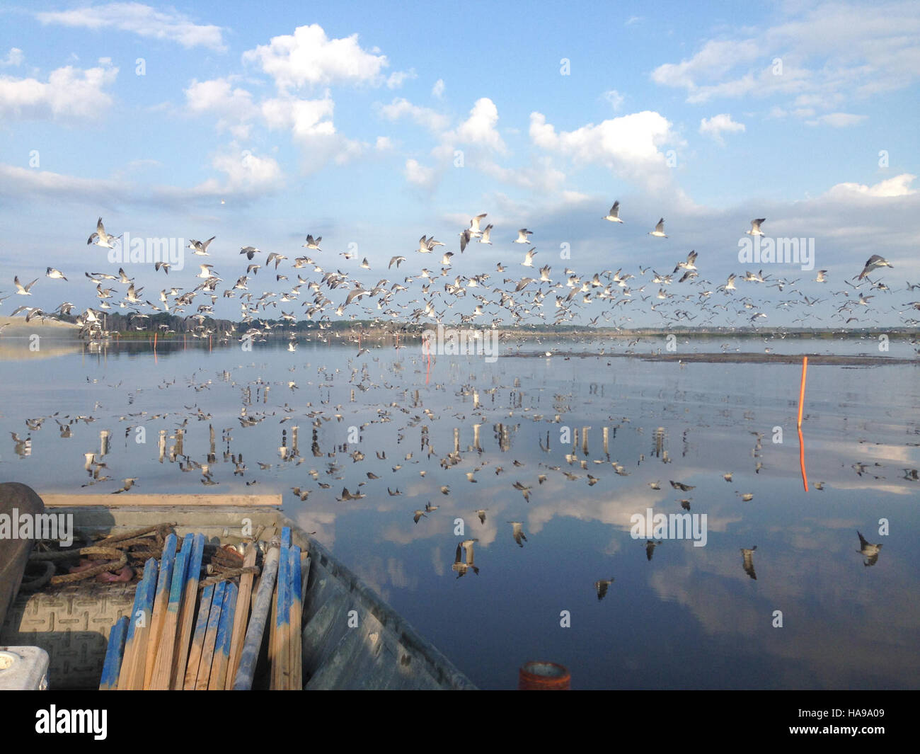 usfwsnortheast 21243585002 Prime Hook National Wildlife Refuge marsh ...