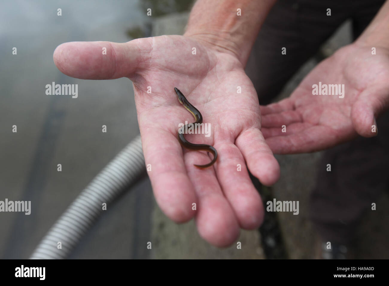 A photograph of a juvenile American eel in a national park ...