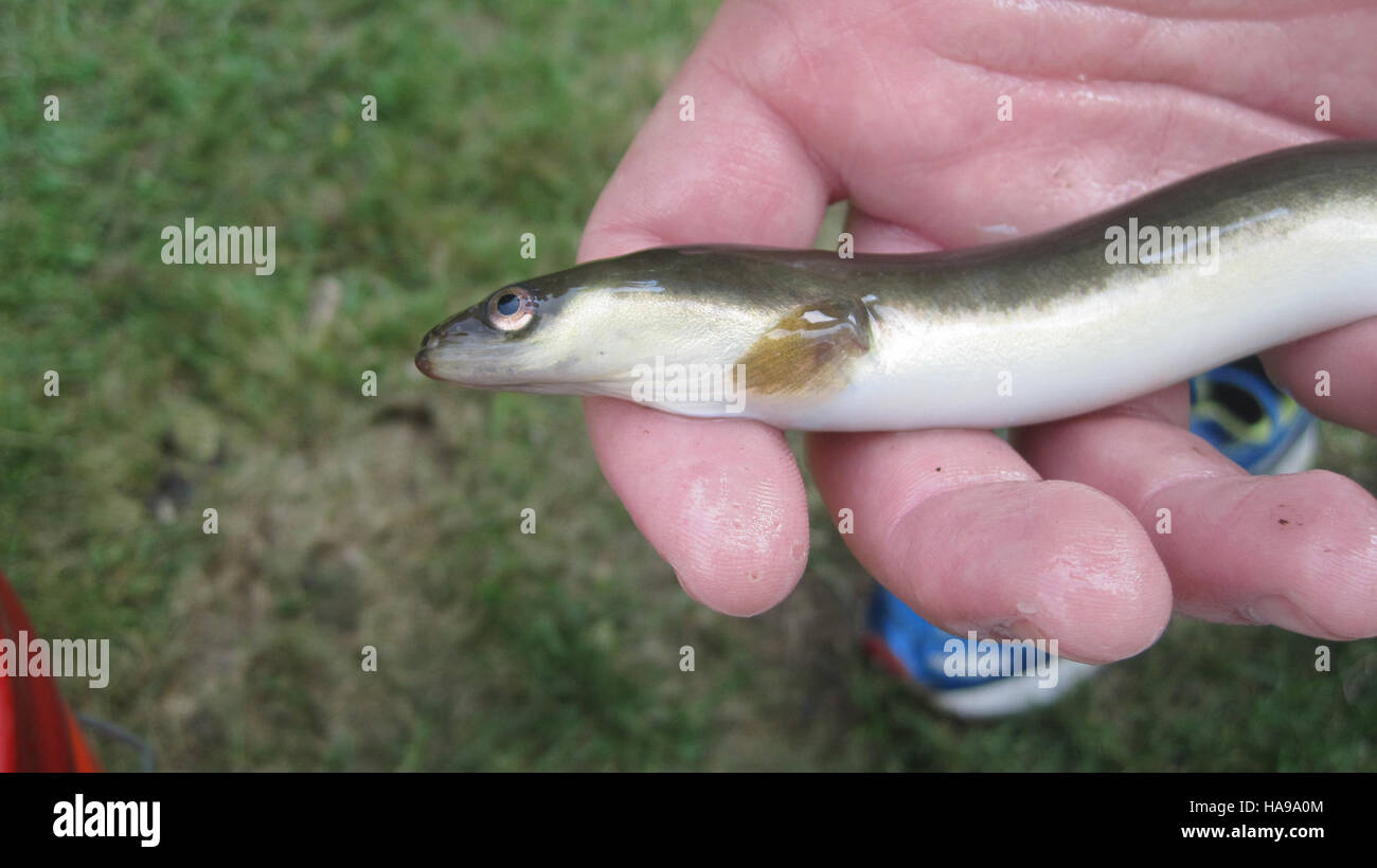 This image captures a close-up of an American eel, showcasing the ...