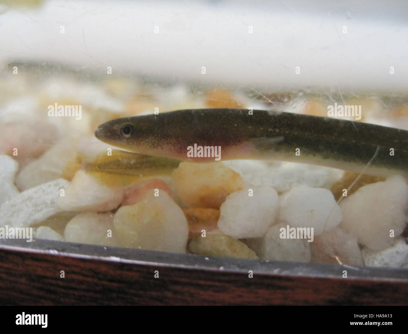 A juvenile American eel is seen in a national park, illustrating the ...