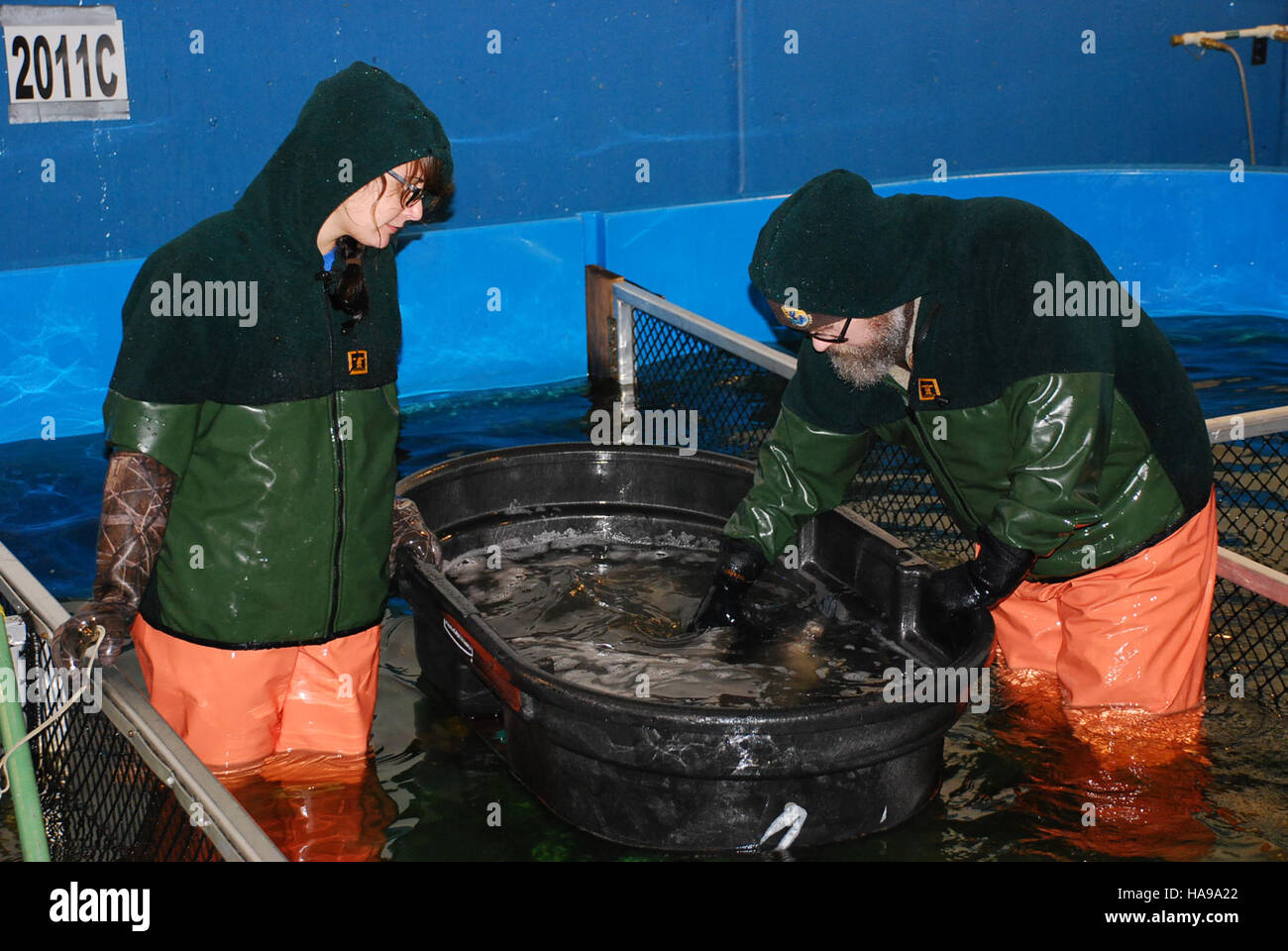 A fisheries biologist works at the Craig Brook National Fish Hatchery ...