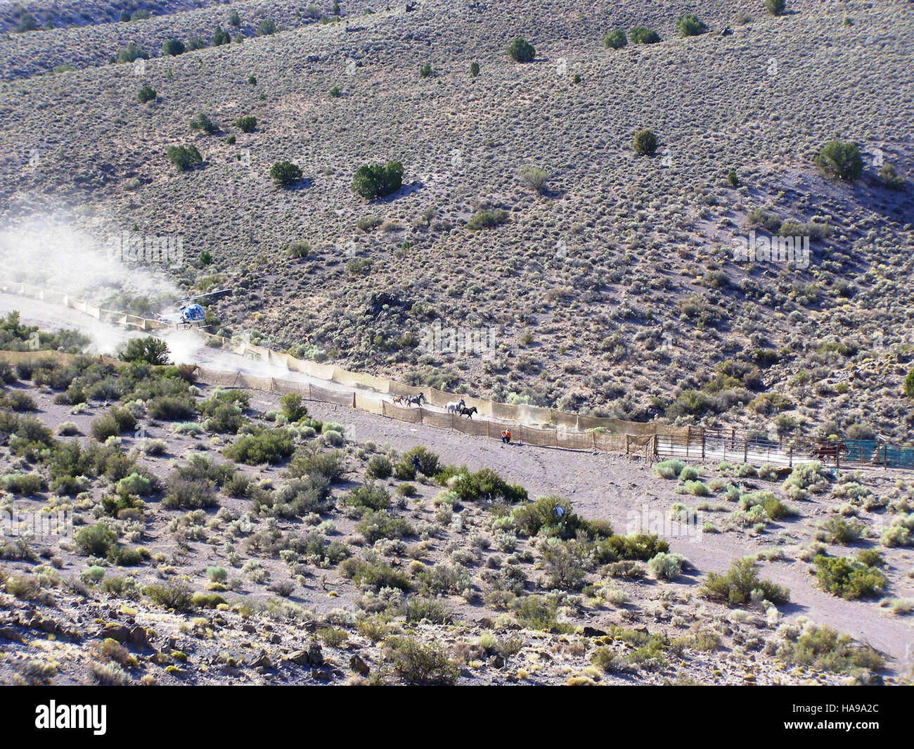 The Bureau of Land Management conducts an emergency gather operation at ...