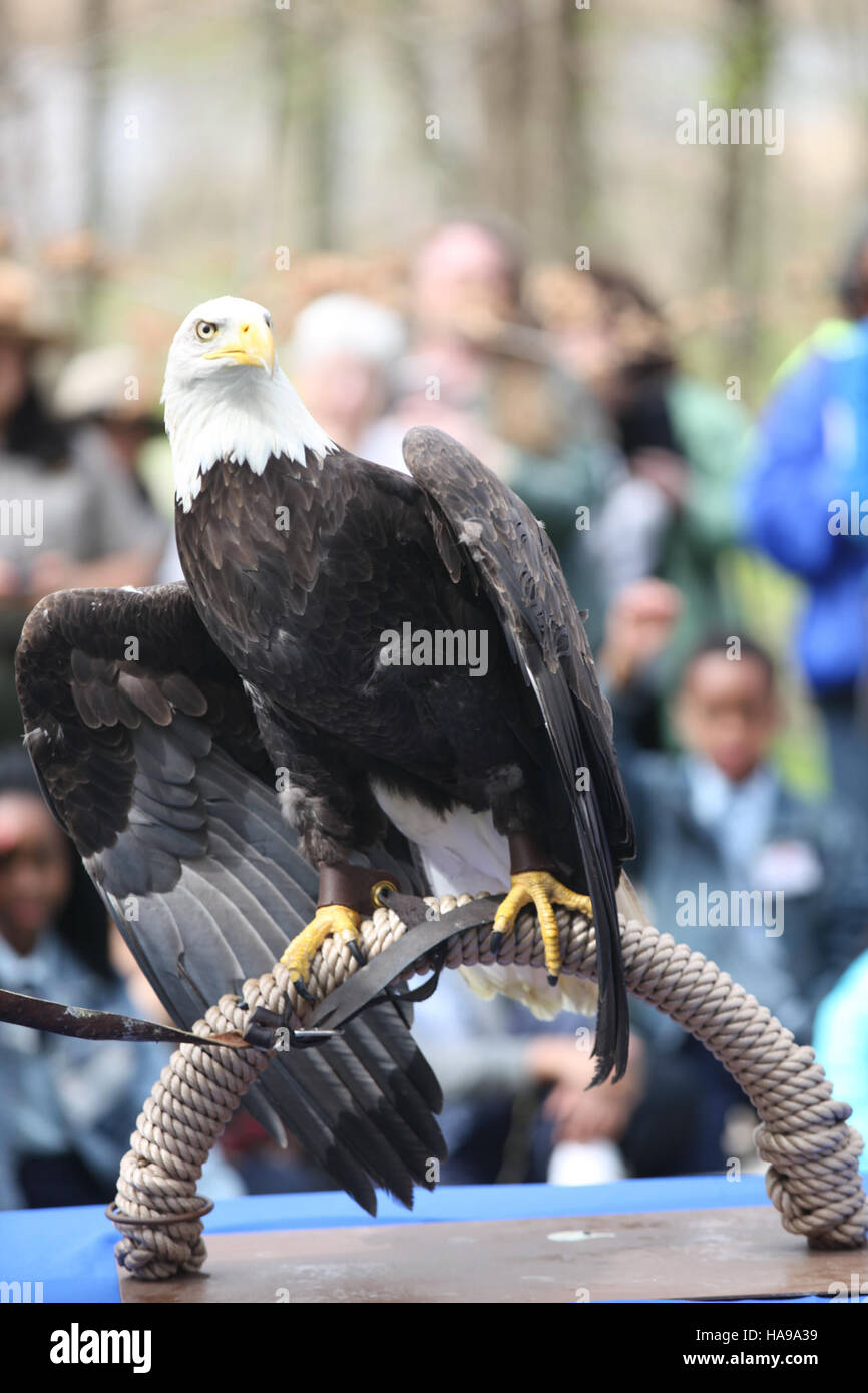 A Bald Eagle, a symbol of American wildlife, is spotted in a national ...