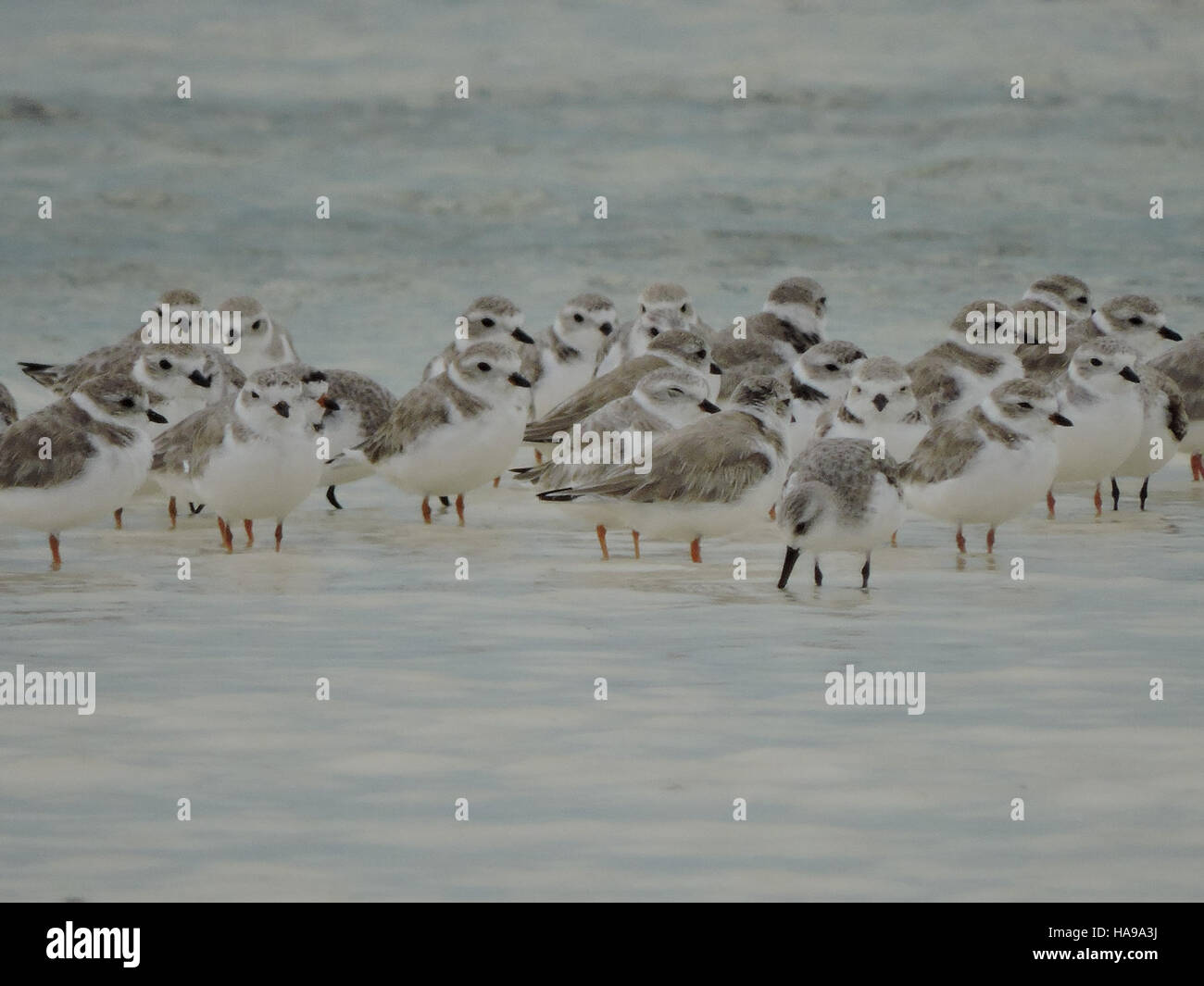 This image features a Piping Plover, a small bird species native to the ...