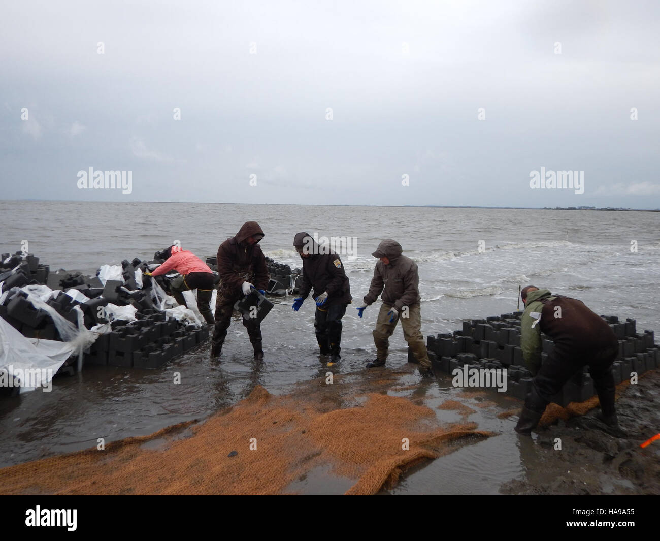 usfwsnortheast 26791876195 Building oyster reef breakwater structures ...