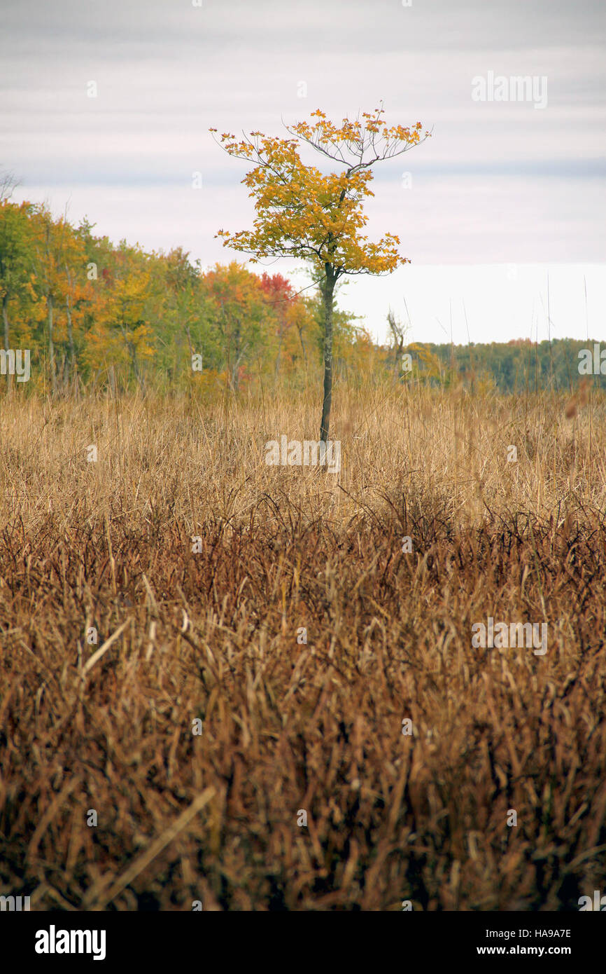 usfwsnortheast 29796458003 Long Marsh Channel 2016 (1 Stock Photo - Alamy
